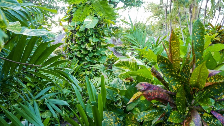 Jardins do Norte: como incorporar plantas amazônicas no paisagismo