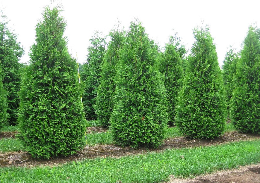 A tuia-holandesa cresce muito? Pode ser cultivada em vasos? Saiba como ...