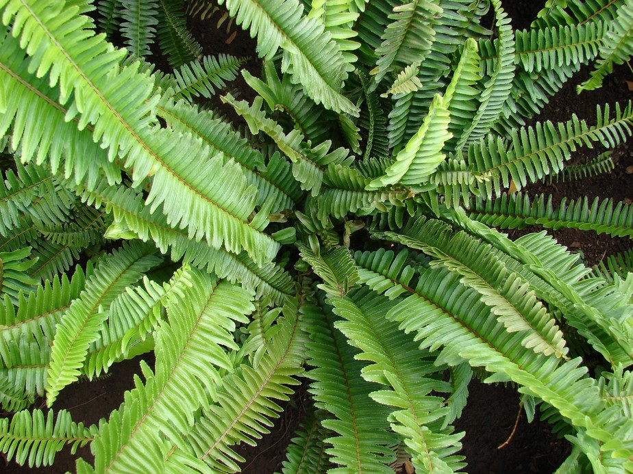 Nephrolepis cordifolia: como cultivar a samambaia de regiões tropicais ...