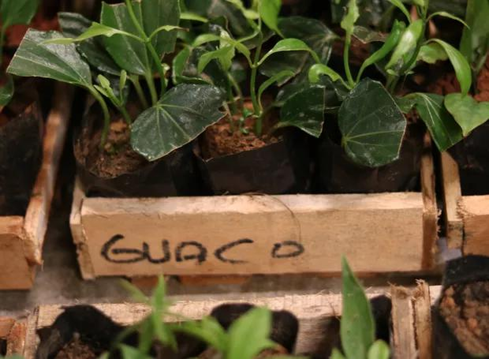 Plantas medicinais: 12 espécies para cultivar em busca da saúde