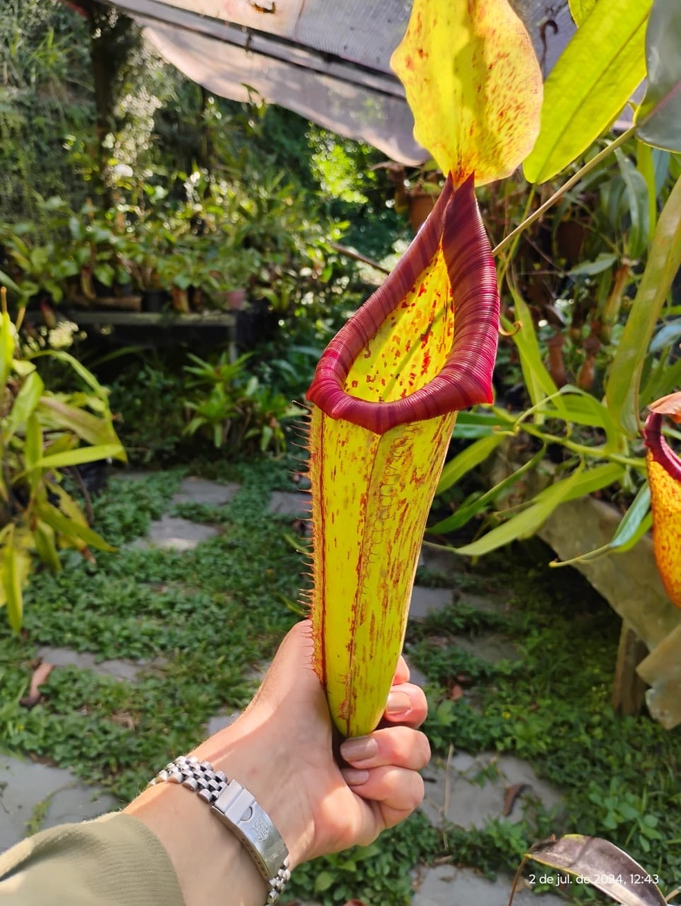 Nepenthes: conheça a bela planta carnívora que é simples de cultivar