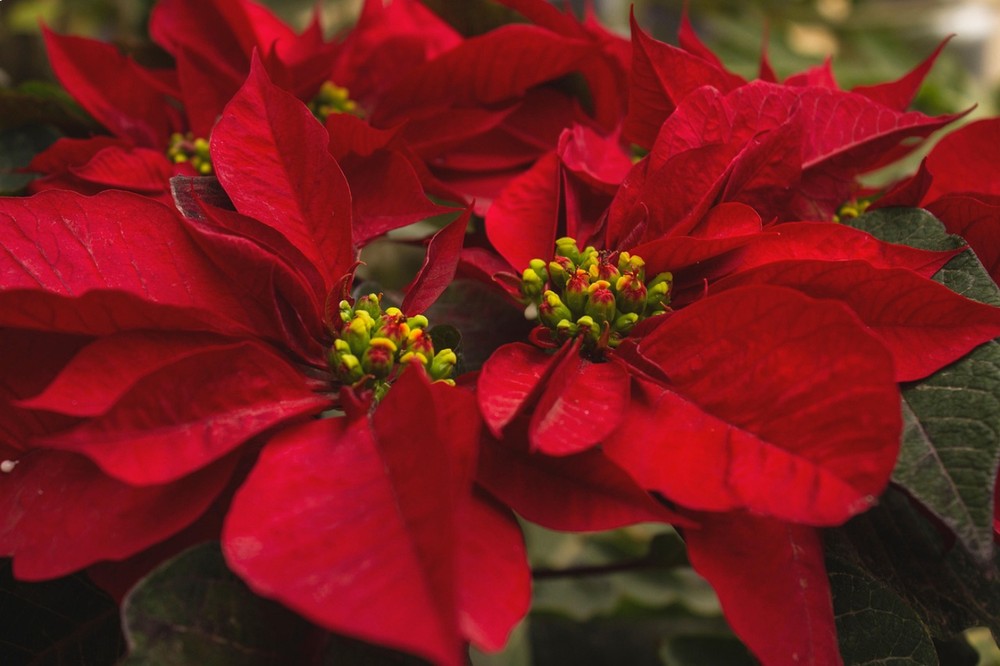 Checklist de itens essenciais para montar sua árvore de Natal