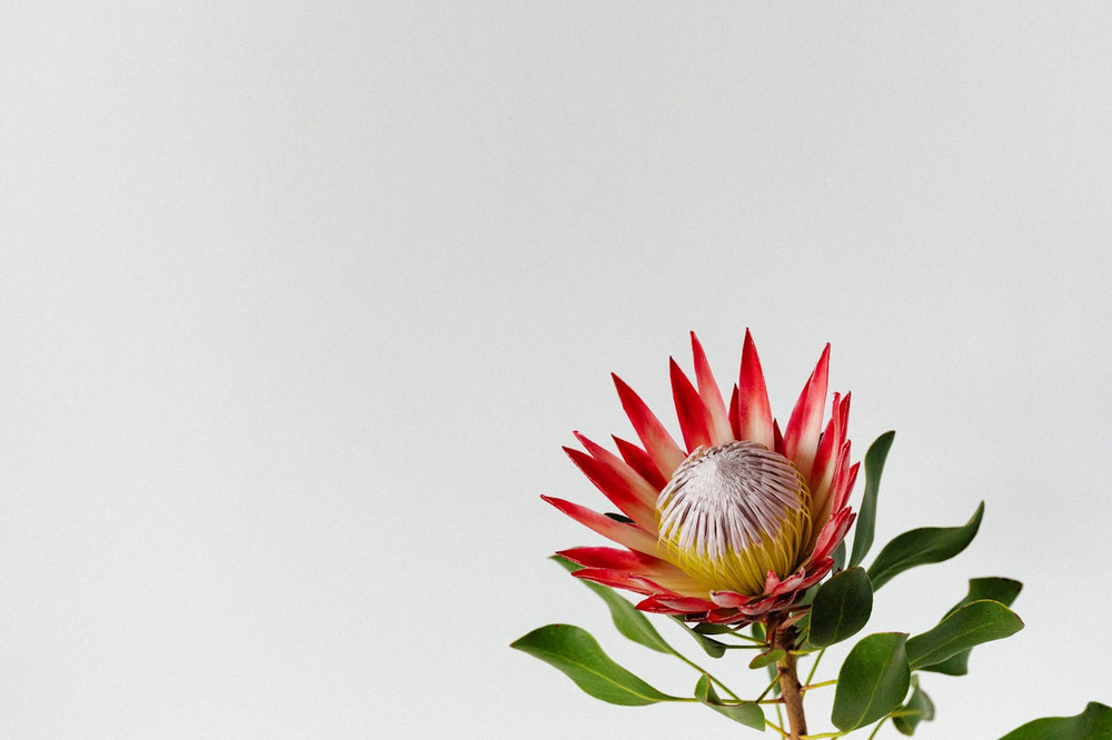 Protea: como cuidar da flor pré-histórica que pode atingir até 12 metros