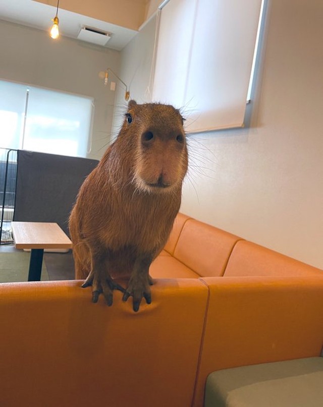 Capyba: cafeteria com capivaras soltas é uma das atrações mais ...