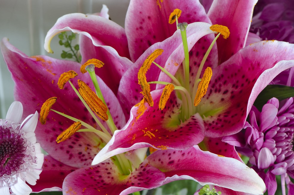 Lírio Stargazer: conheça o lírio oriental com flores voltadas para cima