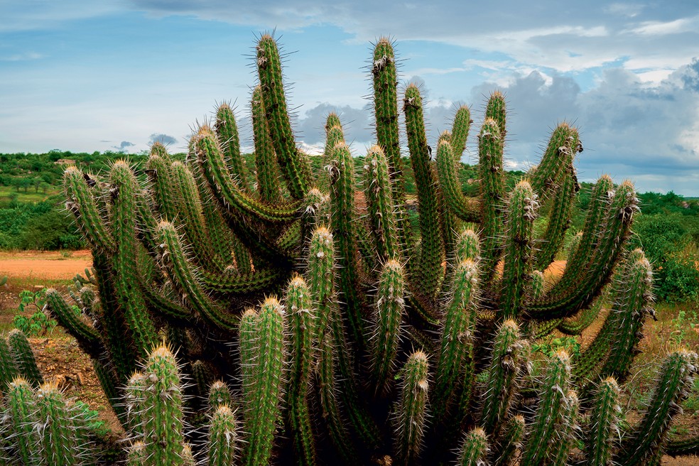5 cactos comestíveis para conhecer e incluir no cardápio!