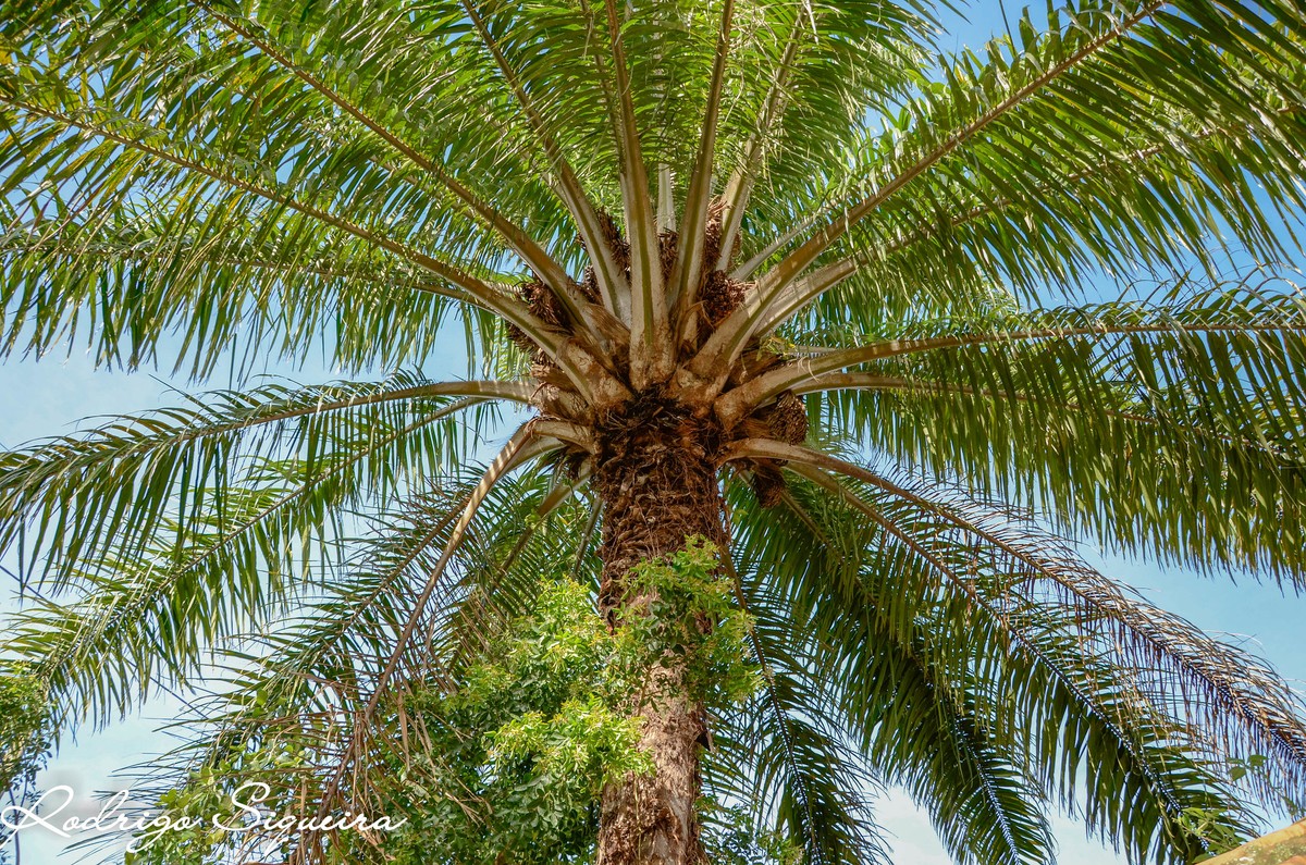 Azeite De Dende Origem - LIBRAIN