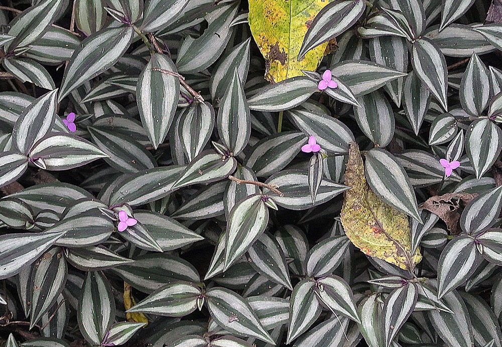 Lambari: saiba como cultivar a planta de cores exuberantes | Paisagismo ...