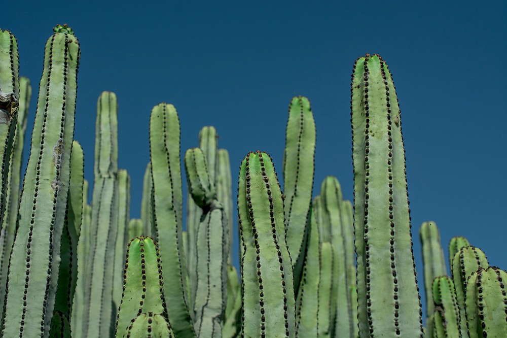 5 cactos comestíveis para conhecer e incluir no cardápio!