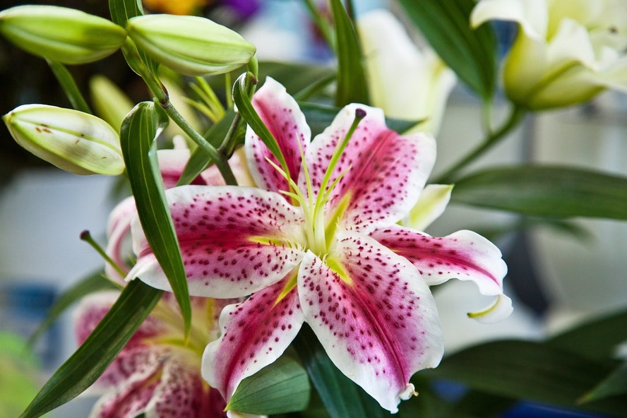 Lírio Stargazer: conheça o lírio oriental com flores voltadas para cima