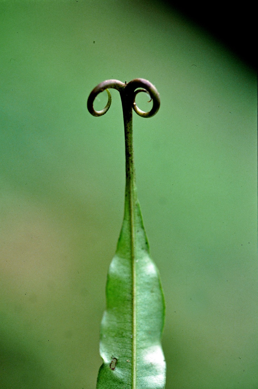 Planta rara pode se tornar carnívora na ausência de um único nutriente ...