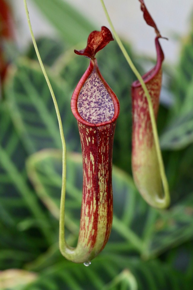 Nepenthes: conheça a bela planta carnívora que é simples de cultivar