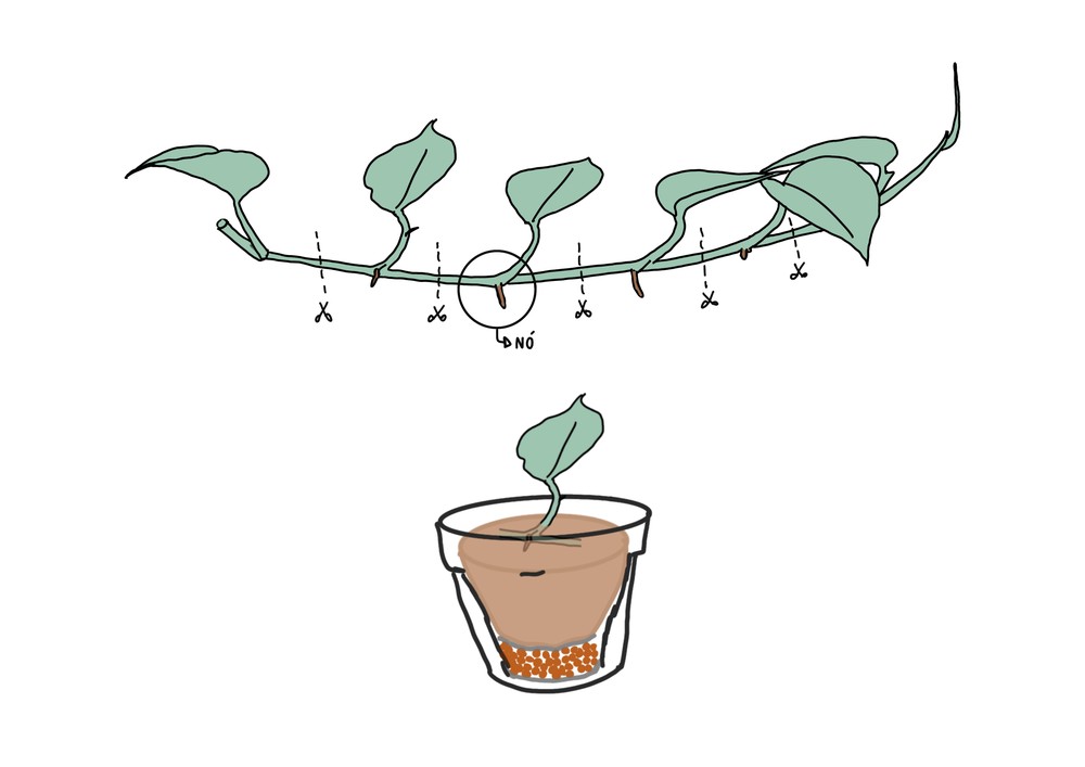 Jiboia verde: tudo sobre a planta pendente e trepadeira | Paisagismo ...