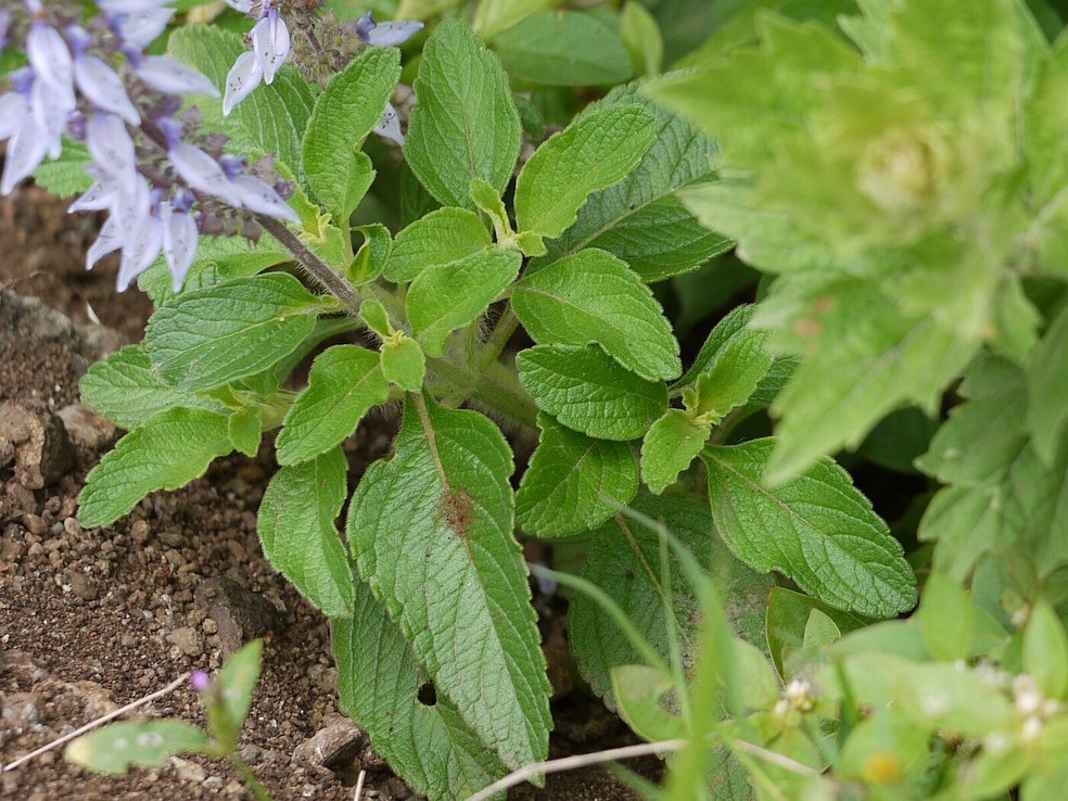 Boldo-da-terra: como cultivar a planta medicinal em casa