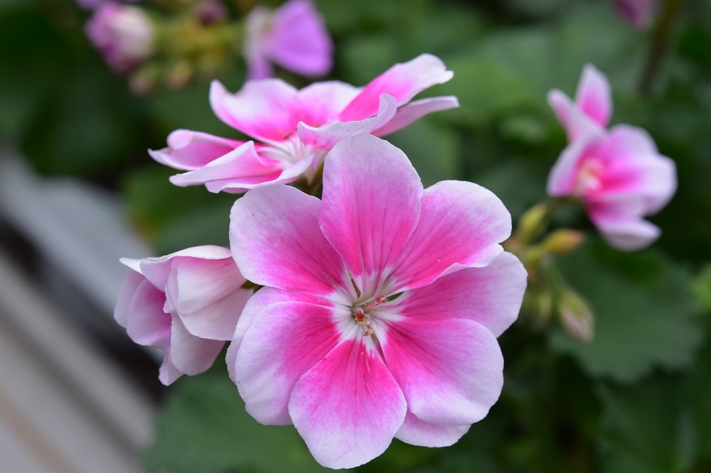 Gerânio: como cuidar da planta e cultivar a flor em casa
