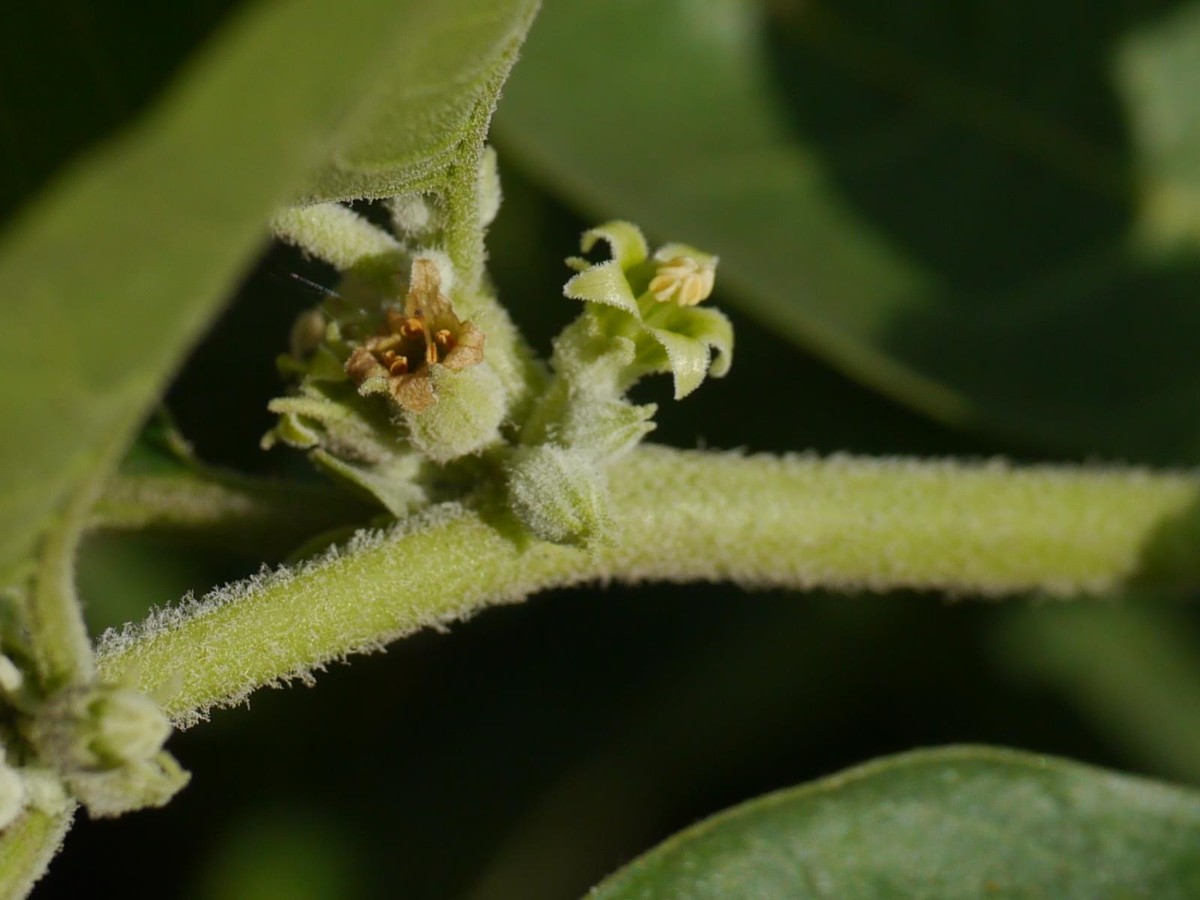 Ashwagandha: conheça a planta indiana com prescrição restrita no Brasil