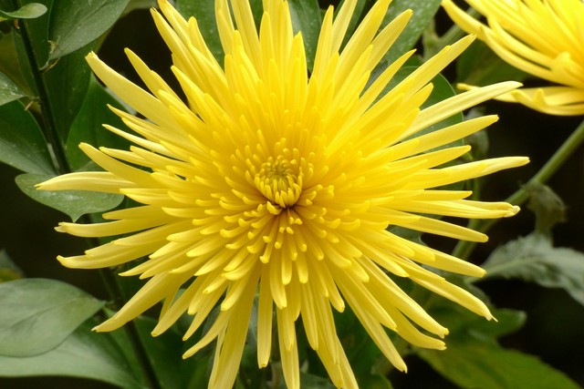 Crisântemo: como cuidar e os significados da flor colorida