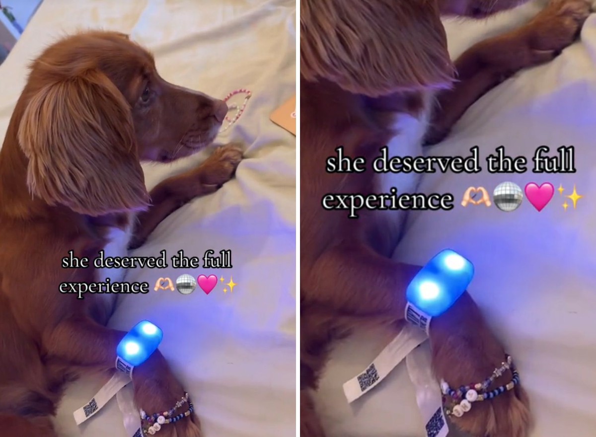 Fã de Taylor Swift garante participação de sua cadela na "Eras Tour" e ...