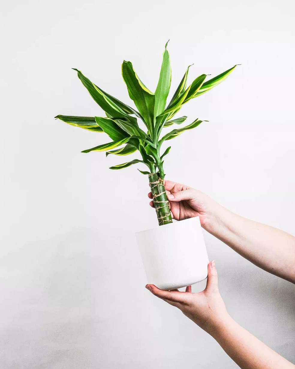 Leve a natureza para dentro de casa com essas 10 plantas para interiores