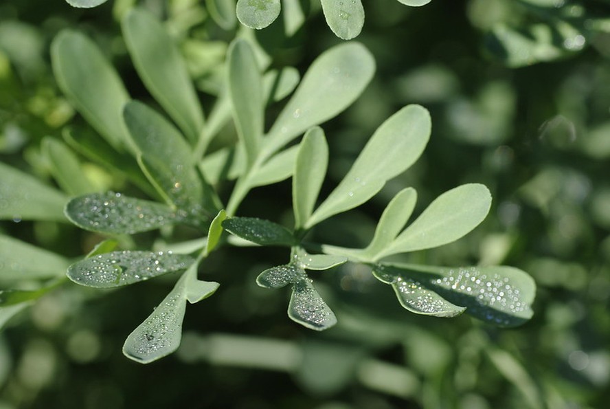 Arruda: como cultivar, usos medicinais e aplicações místicas ...