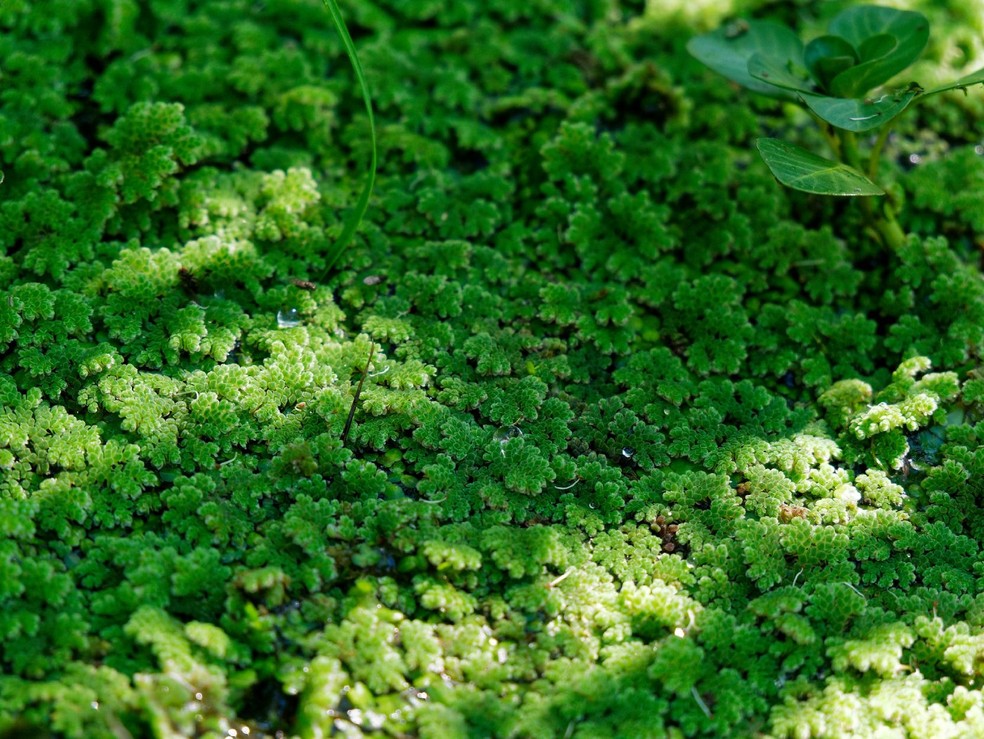 Azolla, a planta que pode se tornar alimento, combustível e ...