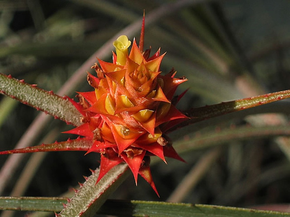 Bromélia: como cuidar da planta ornamental ideal para jardins tropicais