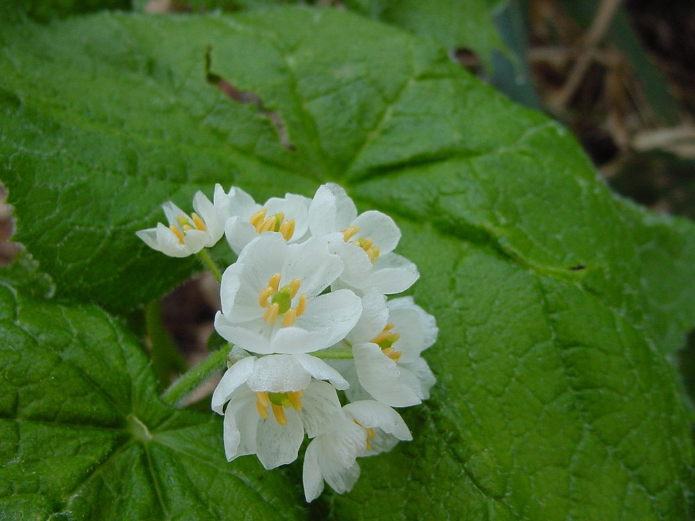 Diphylleia grayi: a flor 'mágica' que fica transparente quando é molhada