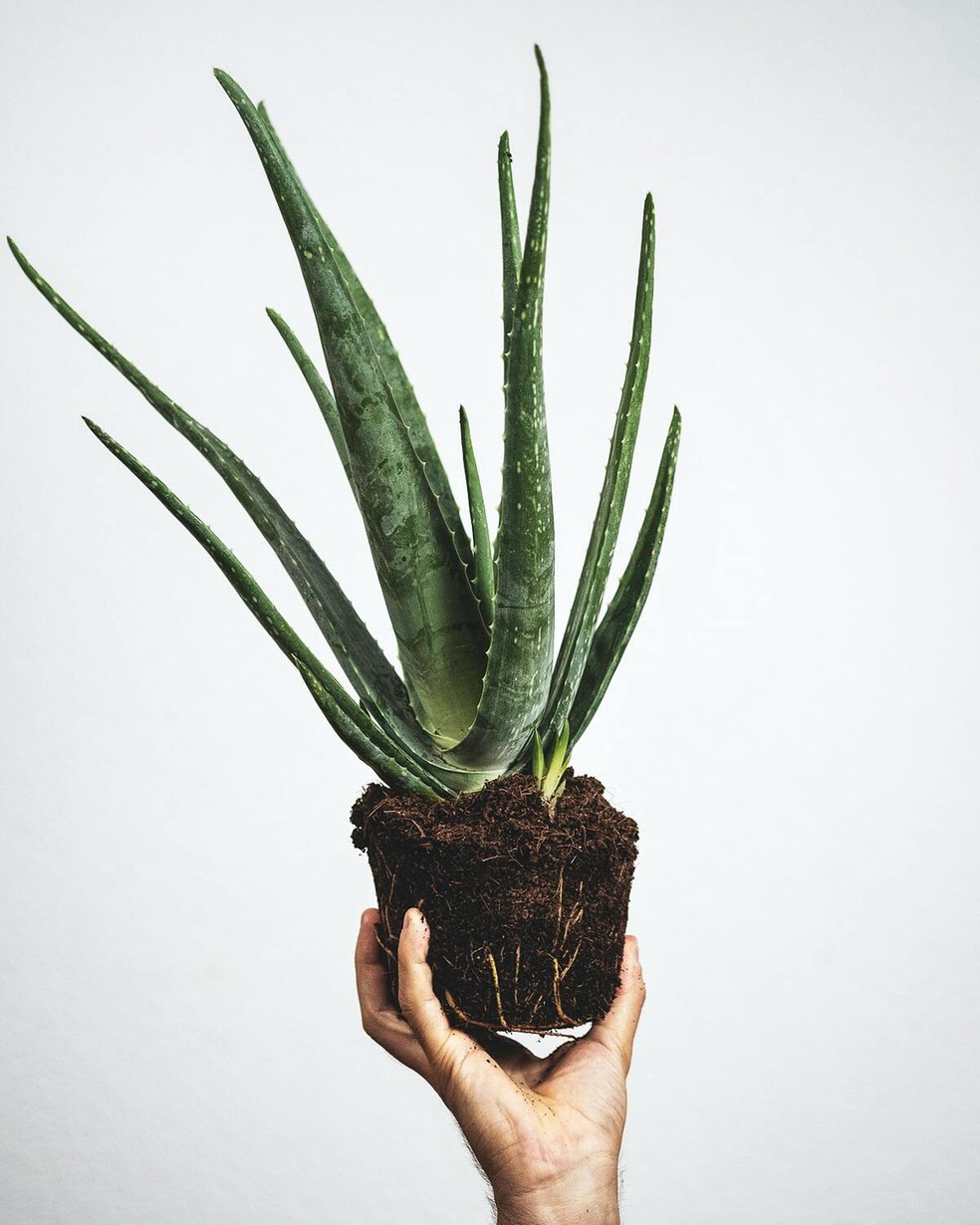 Babosa: a planta com efeito cicatrizante que ajuda na saúde da pele