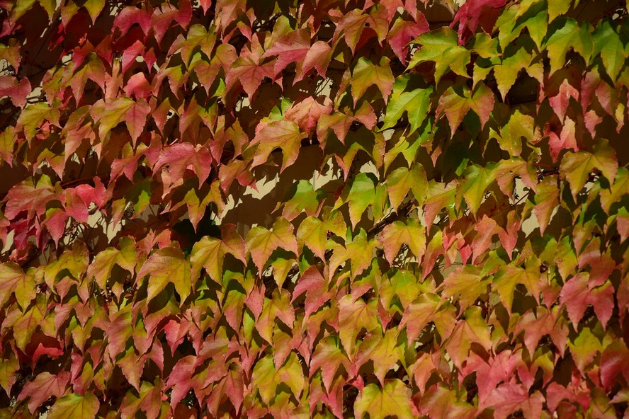 Vinha-virgem: conheça a planta trepadeira que muda de cor