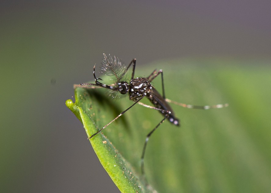 10 plantas que afastam o mosquito da dengue (Aedes aegypt)