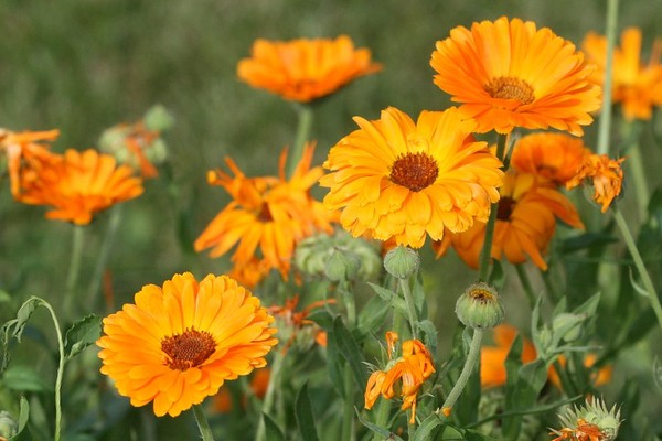 Calêndula: como cultivar a planta medicinal que embeleza jardins