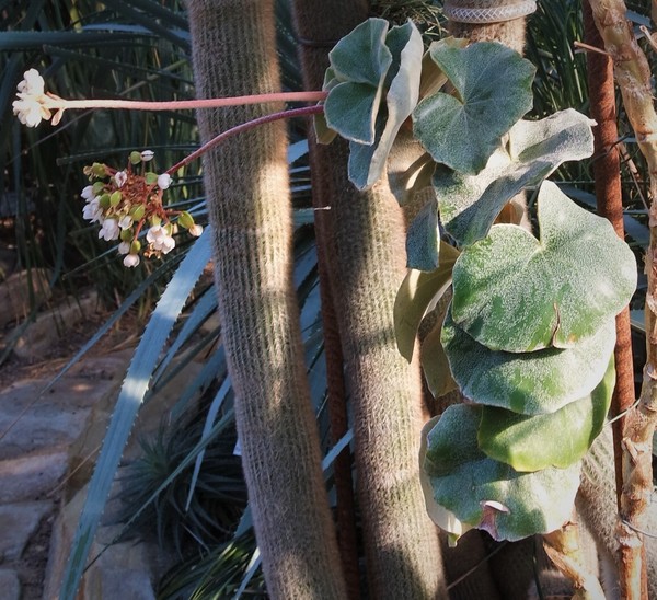 Begônia venosa: conheça a planta rústica nativa do Brasil