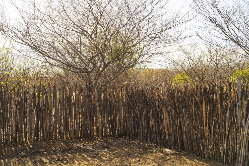 Jurema preta: conheça a planta da caatinga resistente às queimadas