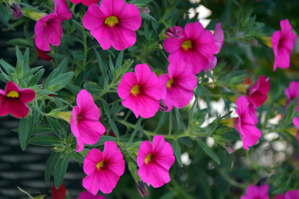 33 plantas perenes que podem florescer em qualquer canto do seu jardim