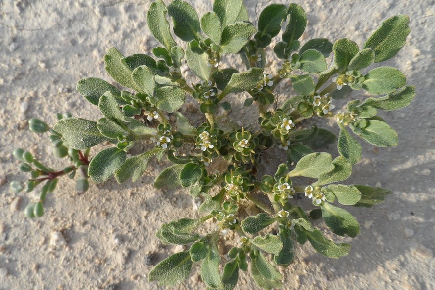 Rosa-de-jericó: entenda como funciona a planta da ressurreição