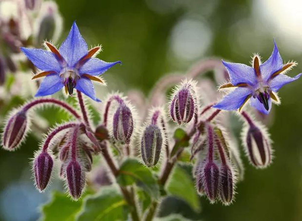 20 flores comestíveis para incluir na culinária e colorir seus pratos