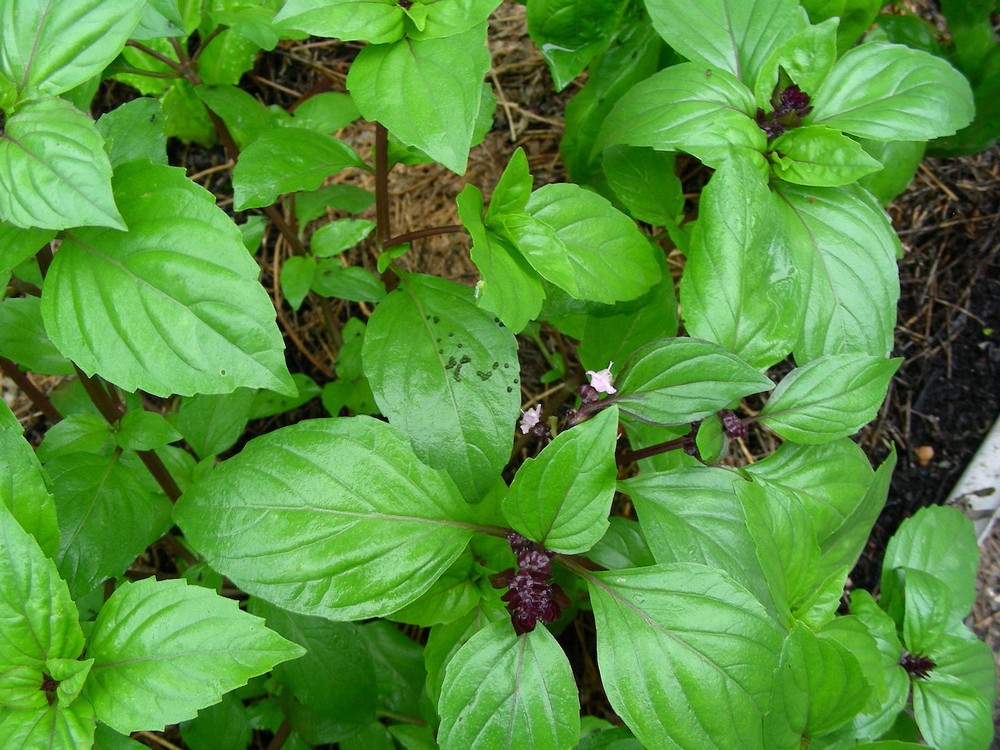 Manjericão: como cuidar e cultivar em casa sem erro!