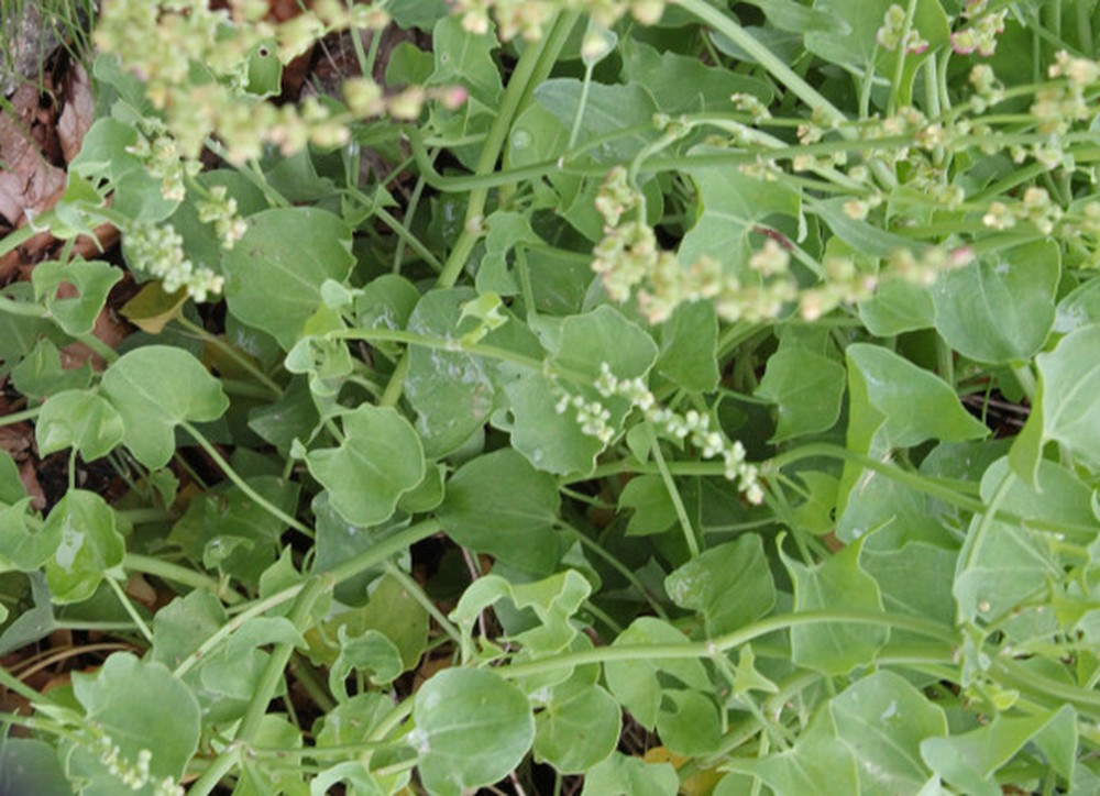 Azedinha: como cultivar na sua horta, benefícios e receitas