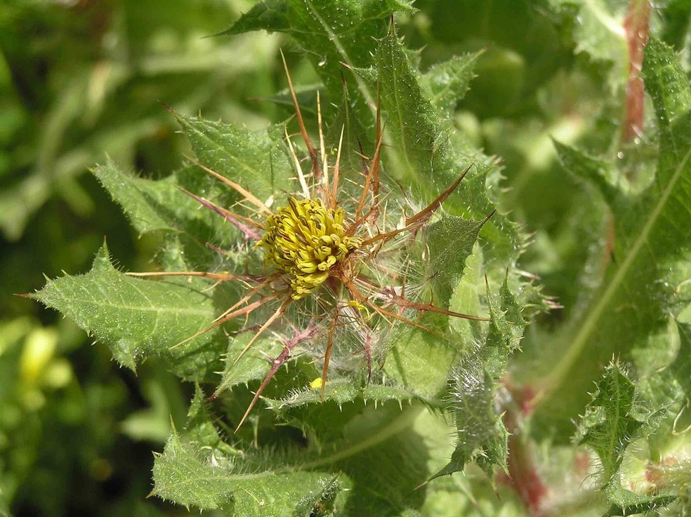 Cardo-santo: como cultivar e diferentes usos