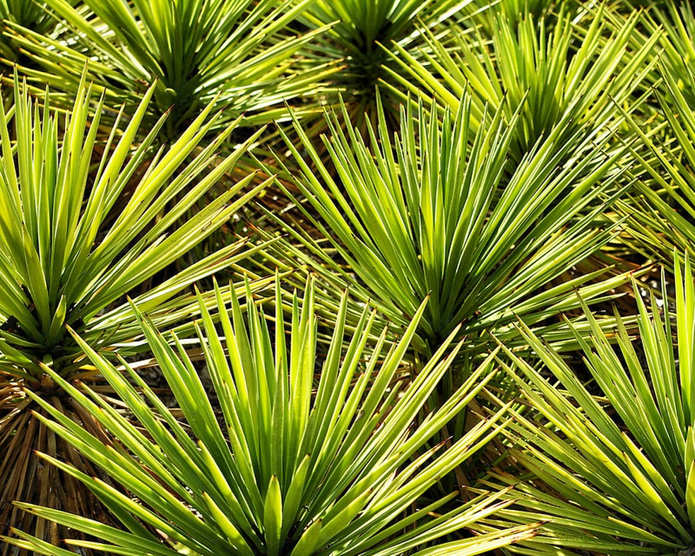 Yucca: o gênero de plantas super resistentes para o seu jardim