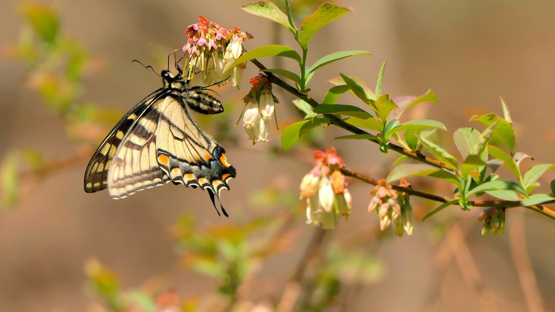Flor preta: 10 espécies para conhecer e se impressionar! | Paisagismo ...