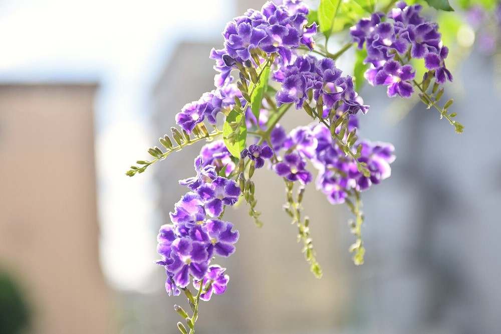 40 plantas roxas para conferir cor e contraste ao jardim | Paisagismo ...