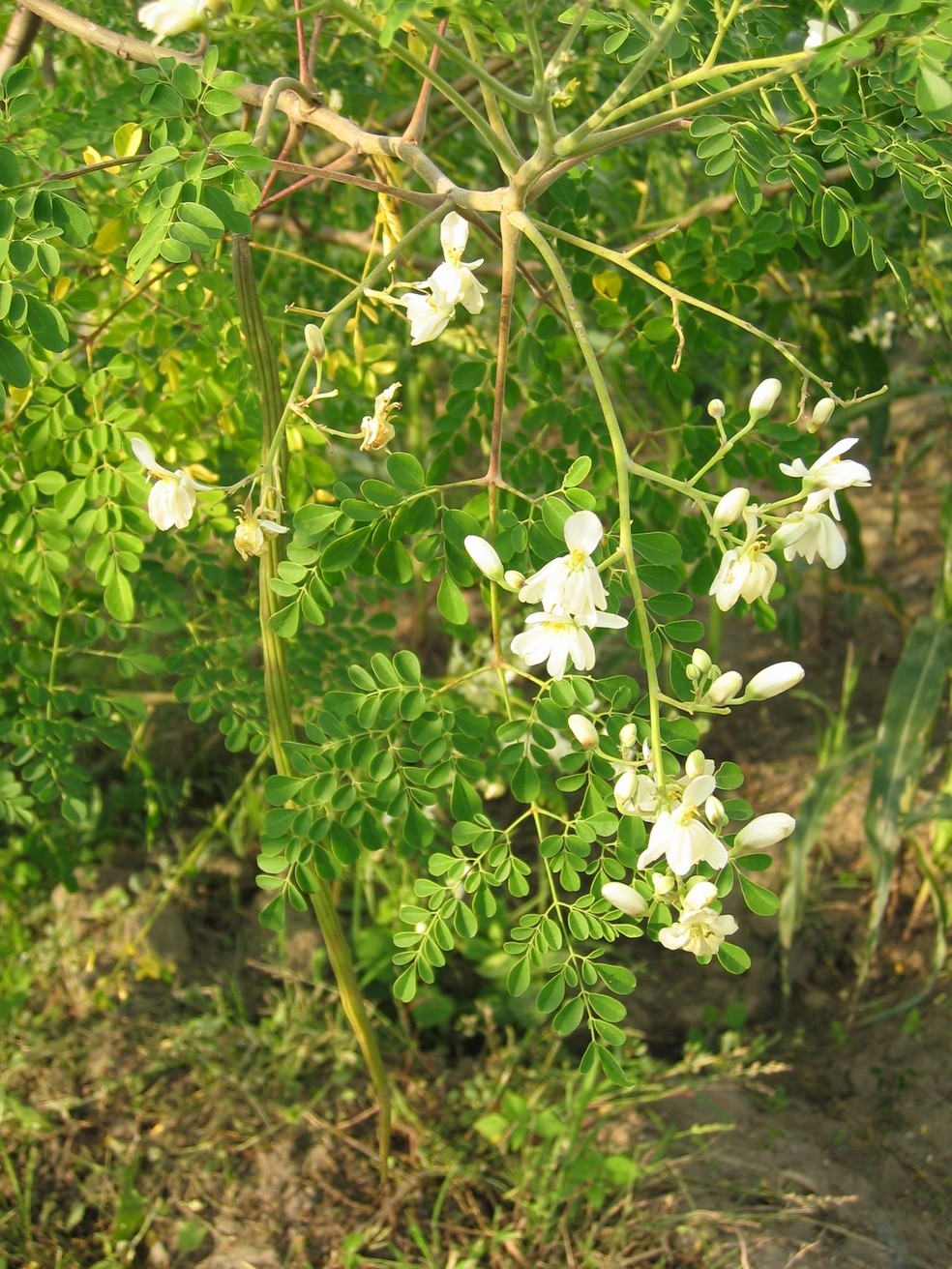 Moringa: conheça os benefícios da planta e como cultivá-la em casa