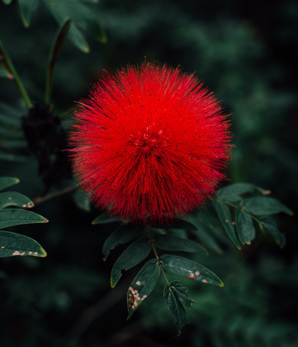 Caliandra: guia completo de cultivo e cuidados | Paisagismo | Casa e Jardim