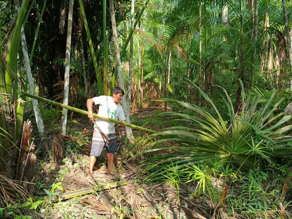 Miriti: planta amazônica pode revolucionar a arquitetura e o design ...