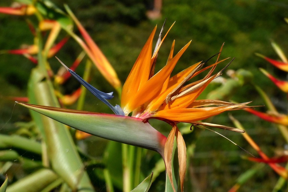 33 plantas perenes que podem florescer em qualquer canto do seu jardim