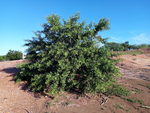 Cnidoscolus quercifolius: conheça a árvore favela que deu nome às ...