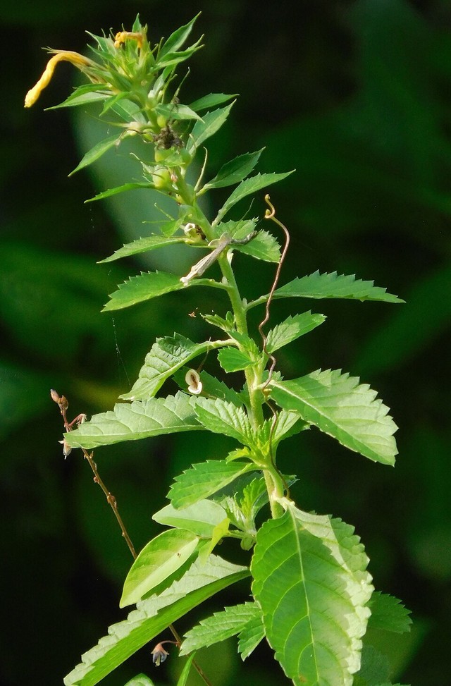 Chanana: aprenda a cultivar a planta comestível e medicinal