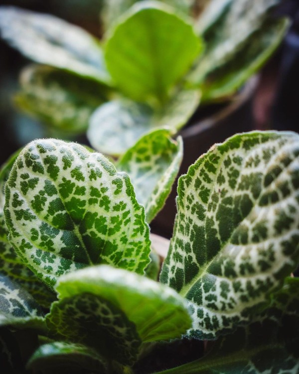 Essa planta que lembra um casco de tartaruga é fácil de cuidar ...