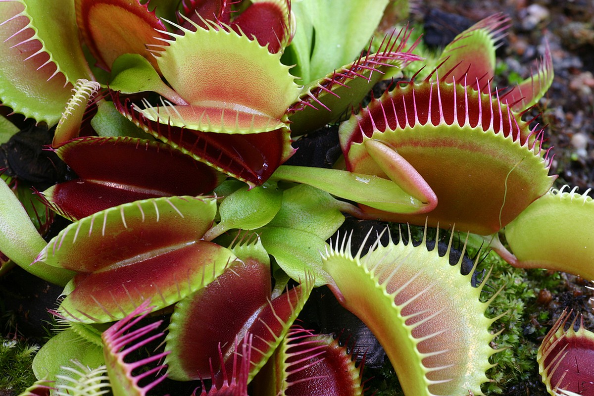 Plantas carnívoras: o que são, principais espécies e como cuidar